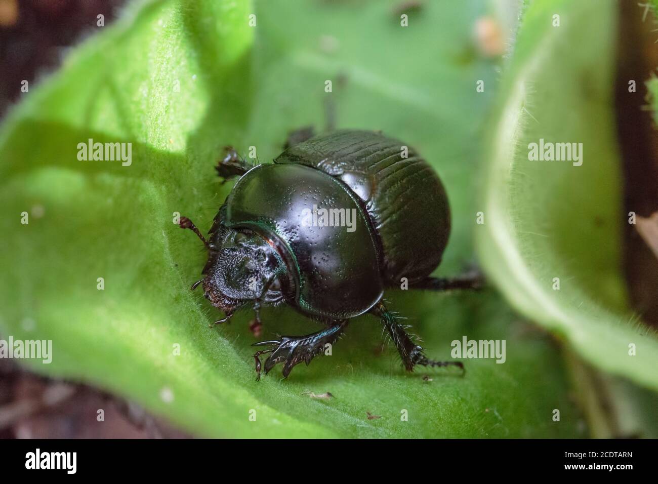 Shiny leaf beetle grass hi-res stock photography and images - Alamy