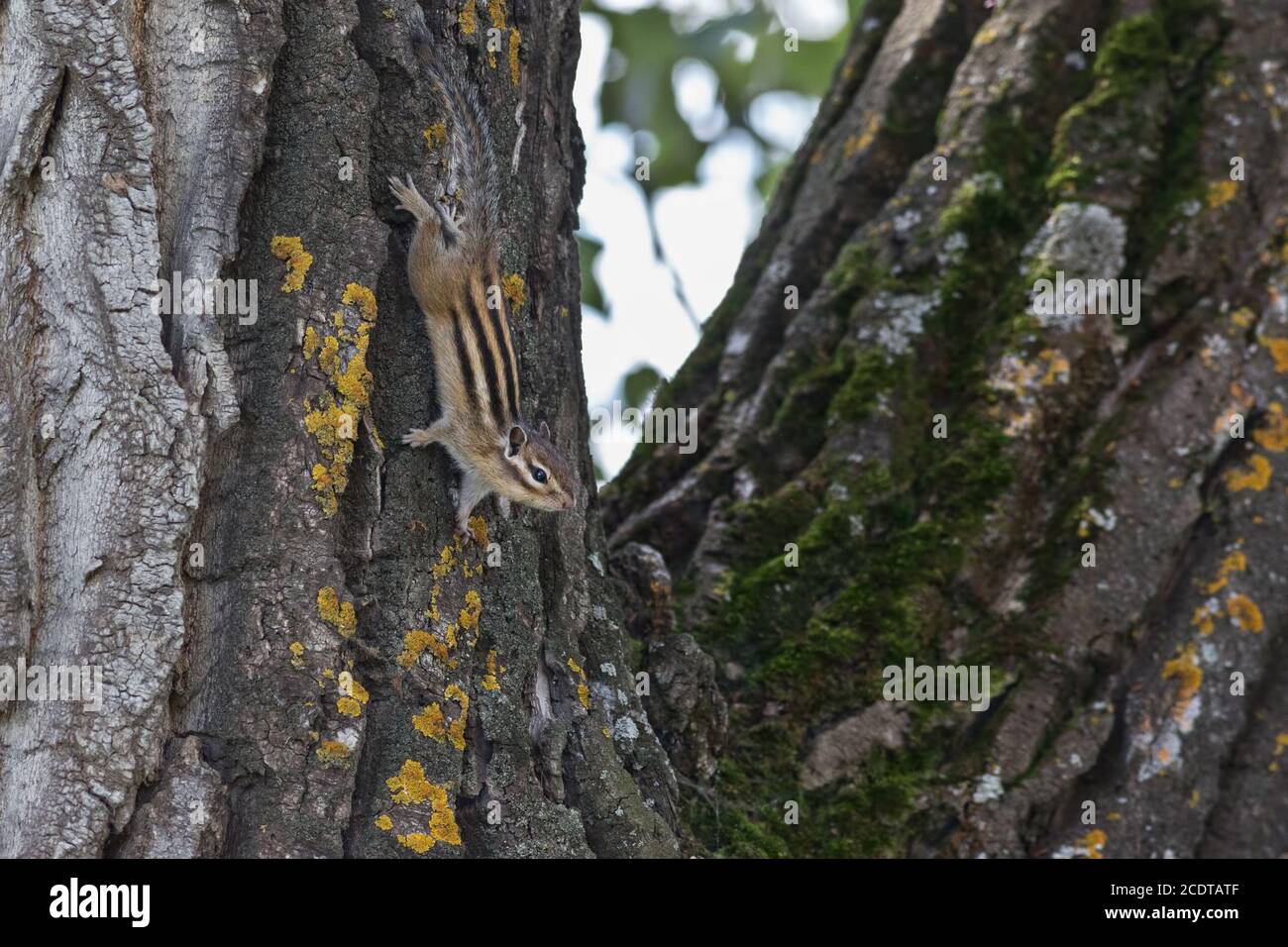 Chipmunk habitat hi-res stock photography and images - Alamy