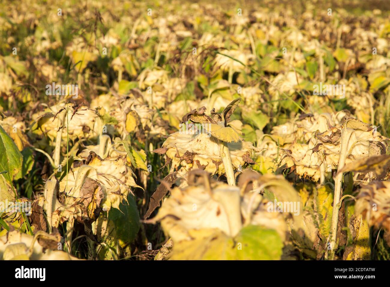 Withered field hi-res stock photography and images - Alamy