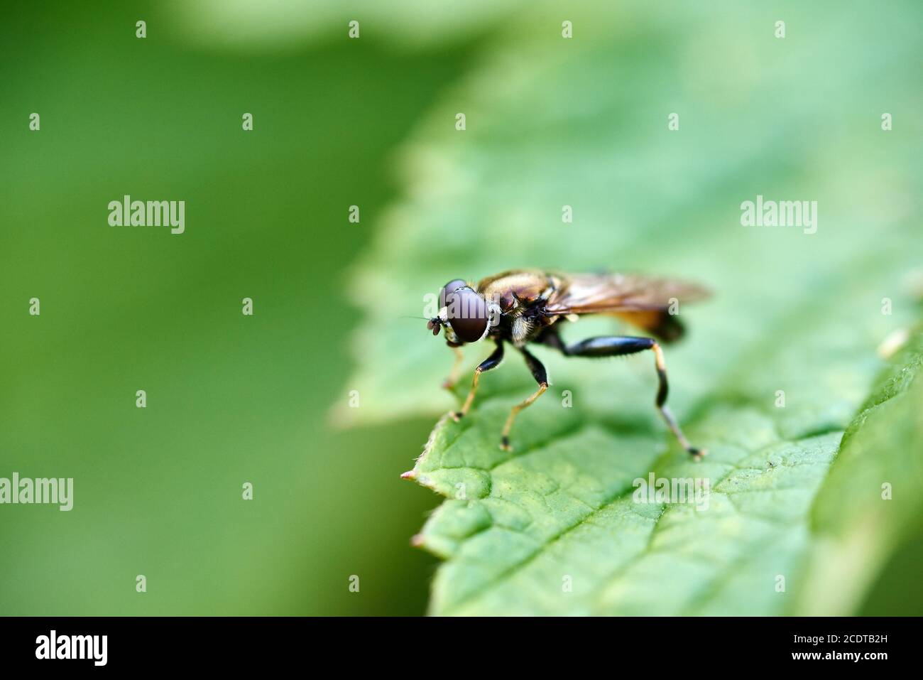 Fly on a Leaf Stock Photo - Alamy