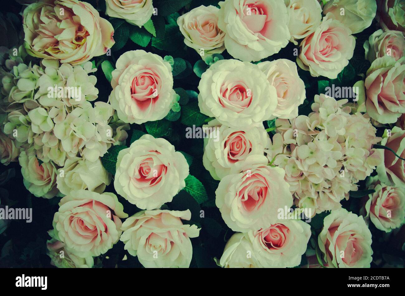 Rose flowers vintage Stock Photo - Alamy