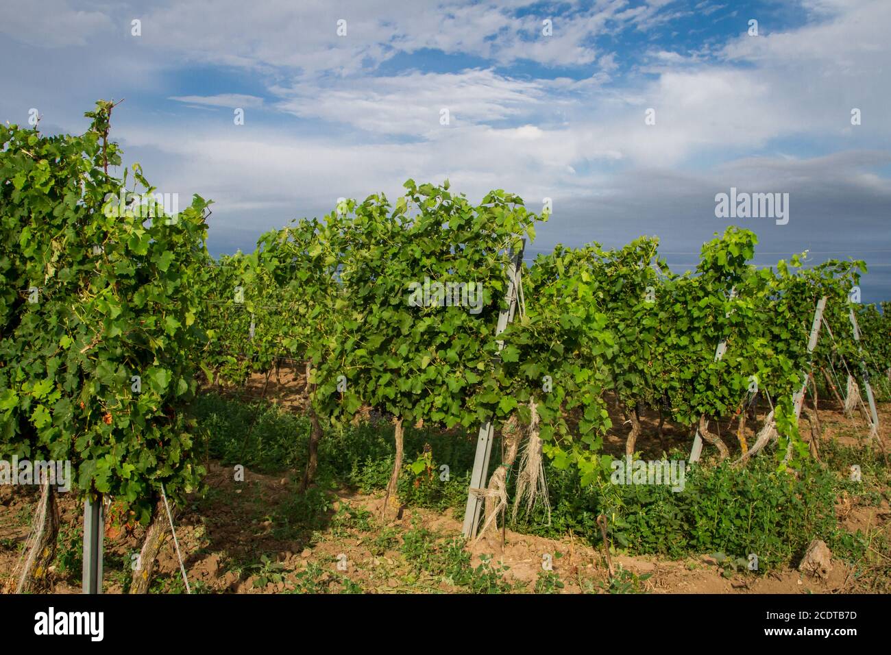 Viticulture hi-res stock photography and images - Alamy