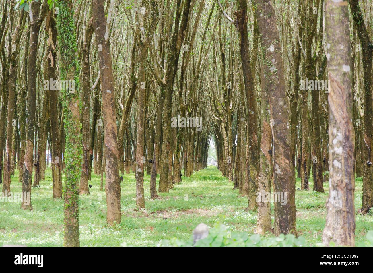 Para rubber tree plantation hi-res stock photography and images - Alamy