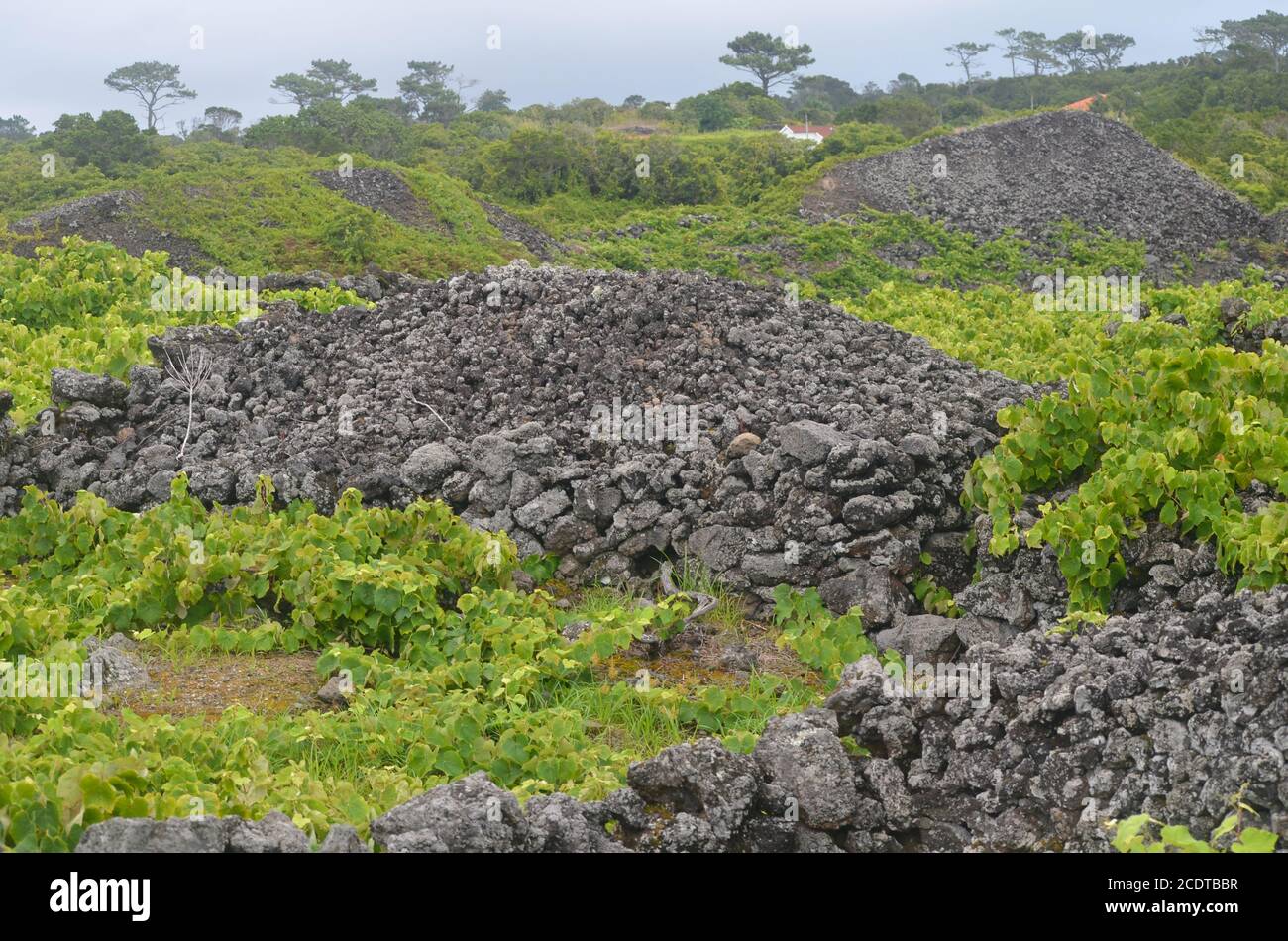 Maroiços, also known as the “Azores pyramids”, a unique kind of ...
