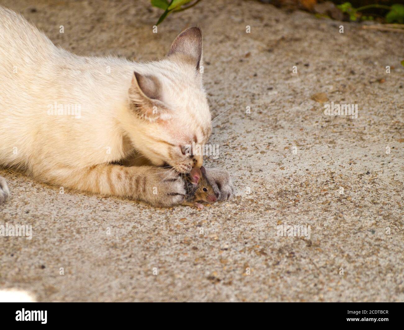 Little siamese cat hi-res stock photography and images - Alamy