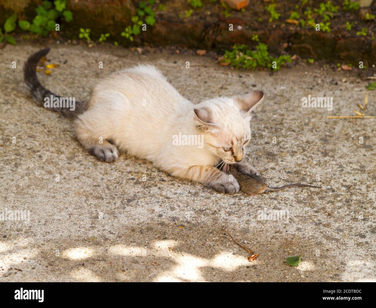 Gray mouse hi-res stock photography and images - Alamy
