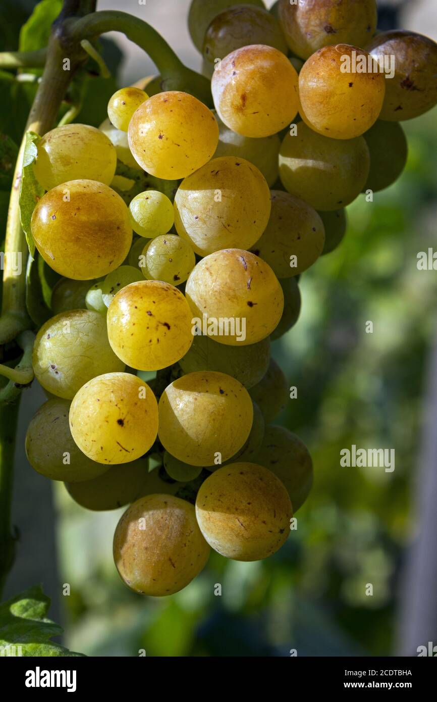 Grape vineyards hi-res stock photography and images - Alamy