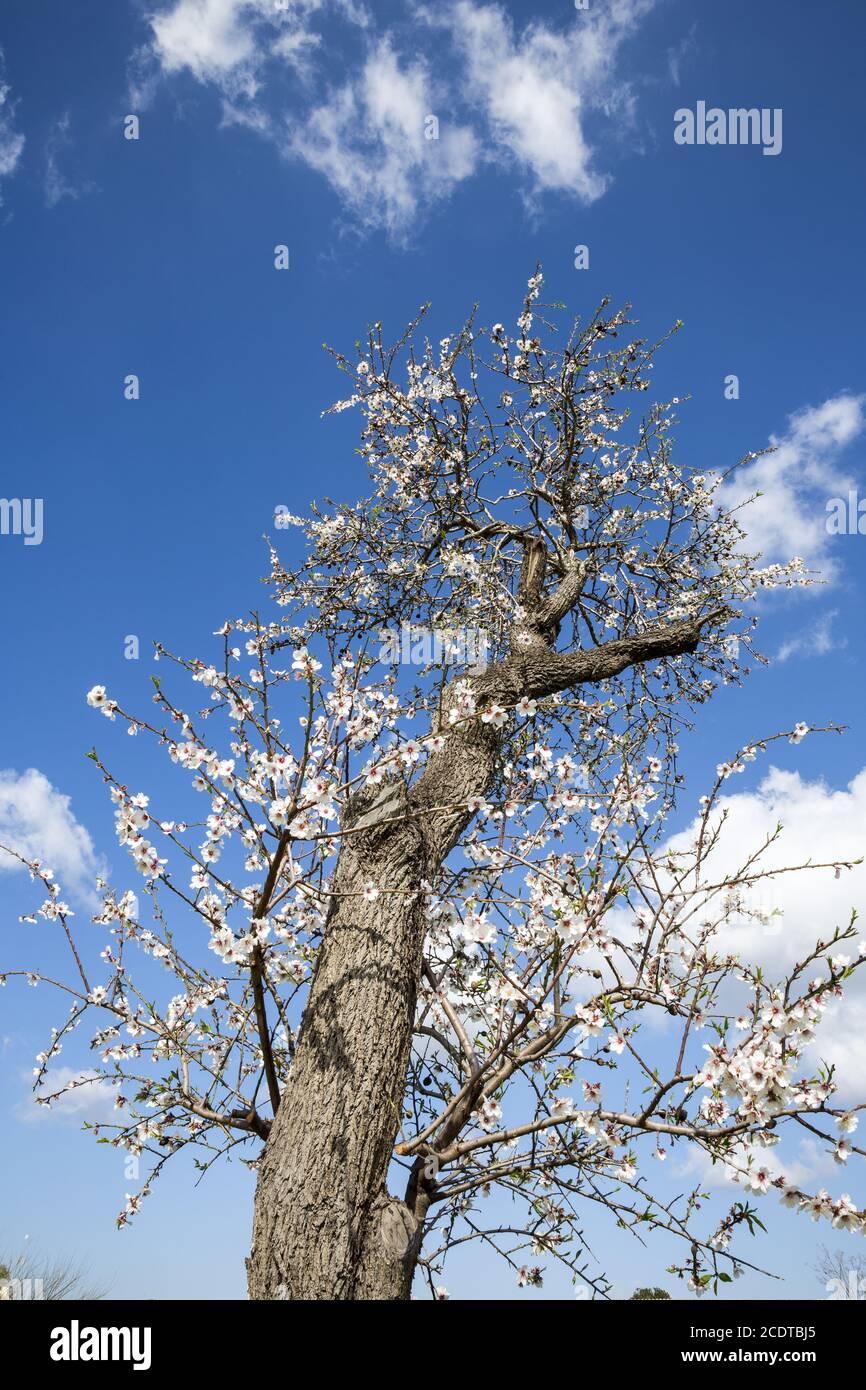 flowering branches of an almond tree with the sky as background Stock ...