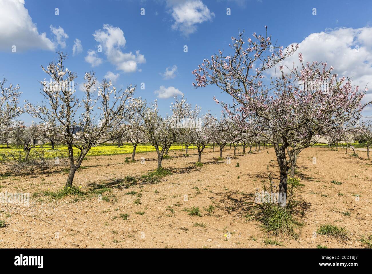 Blossoming almond trees in a plantation on Mallorca, Spain, Europe ...