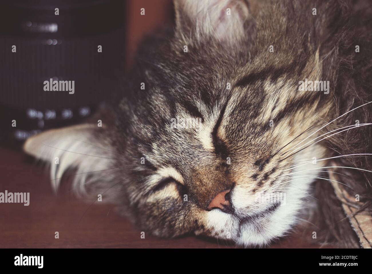 sleeping a striped big cat in the house. photo Stock Photo - Alamy