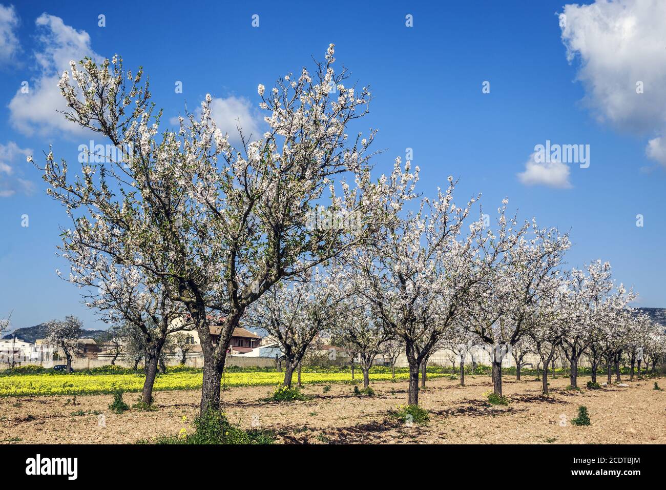 Blossoming almond trees in a plantation on Mallorca, Spain, Europe ...