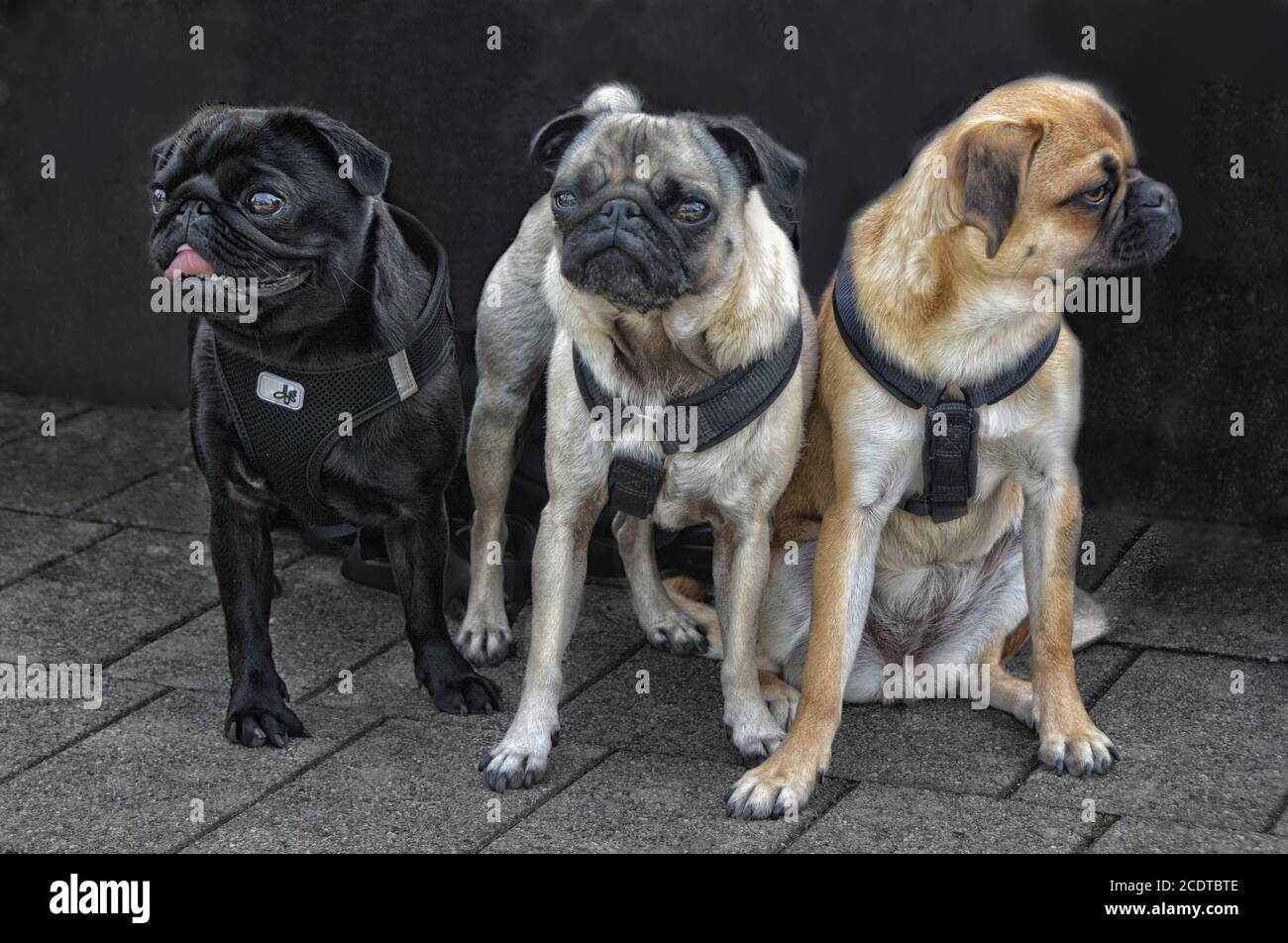 Fawn pugs hi-res stock photography and images - Alamy