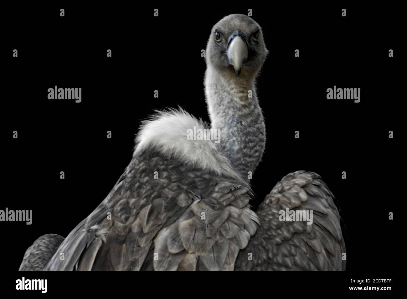 White rumped vulture hi-res stock photography and images - Alamy