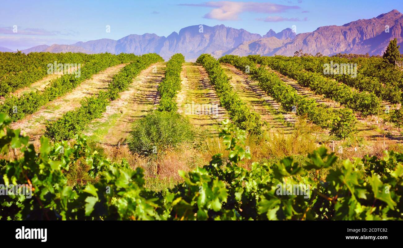 Vineyard and orchards of South Africa Stock Photo - Alamy