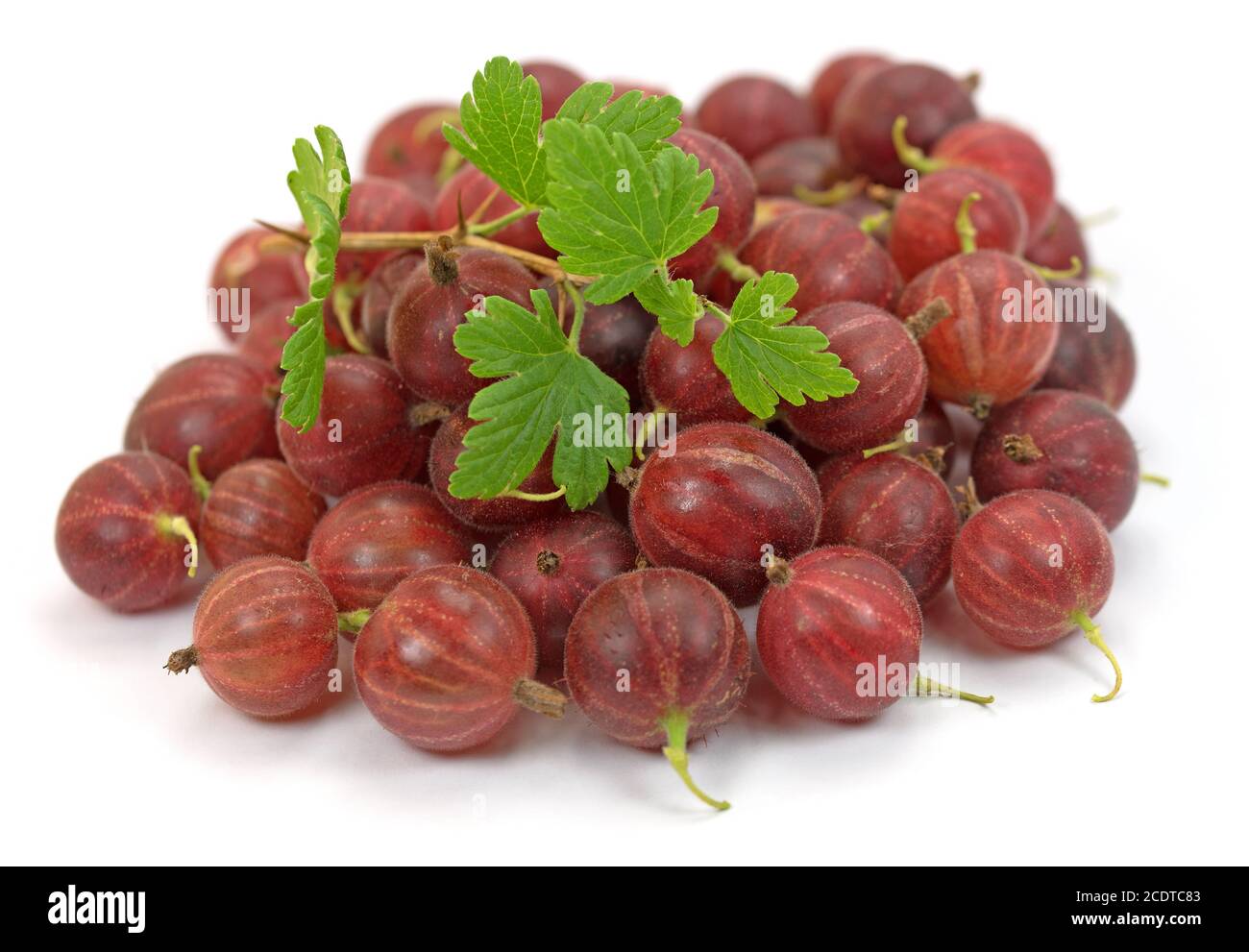 Red gooseberries in a close up Stock Photo - Alamy