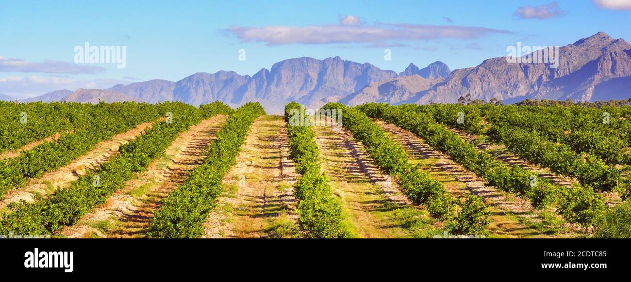 Vineyard and orchards of South Africa Stock Photo - Alamy