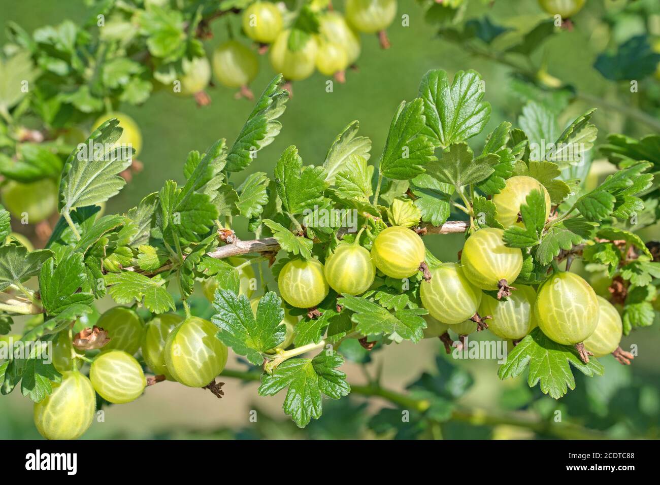 Yellow gooseberries hi-res stock photography and images - Alamy