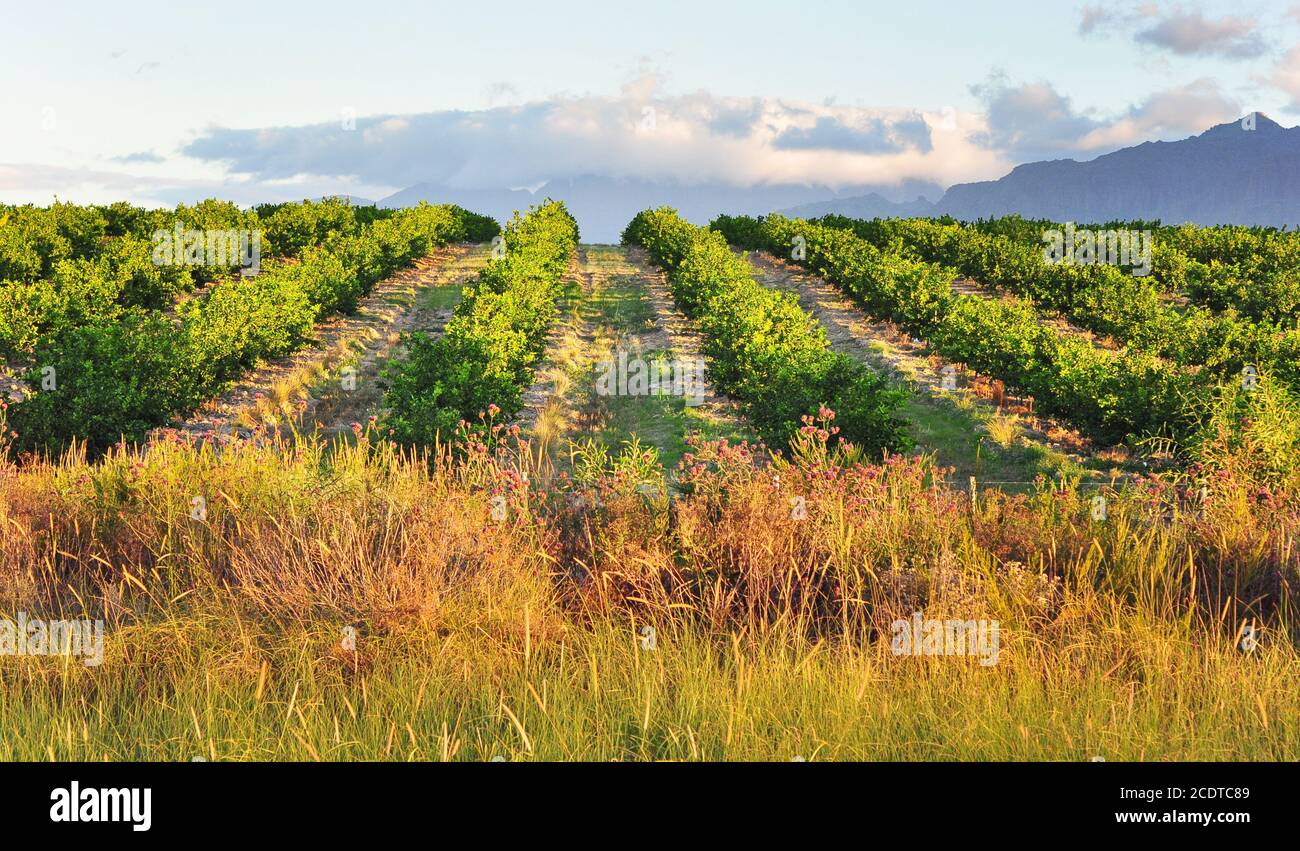 Vineyard and orchards of South Africa Stock Photo - Alamy