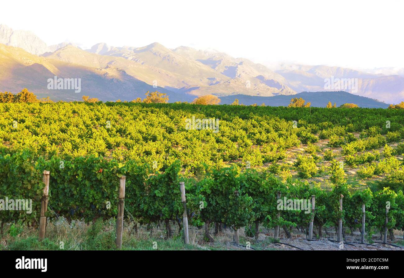 Vineyard and orchards of South Africa Stock Photo - Alamy
