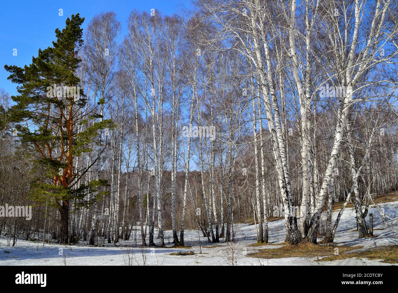Early spring landscape in the birch grove Stock Photo - Alamy