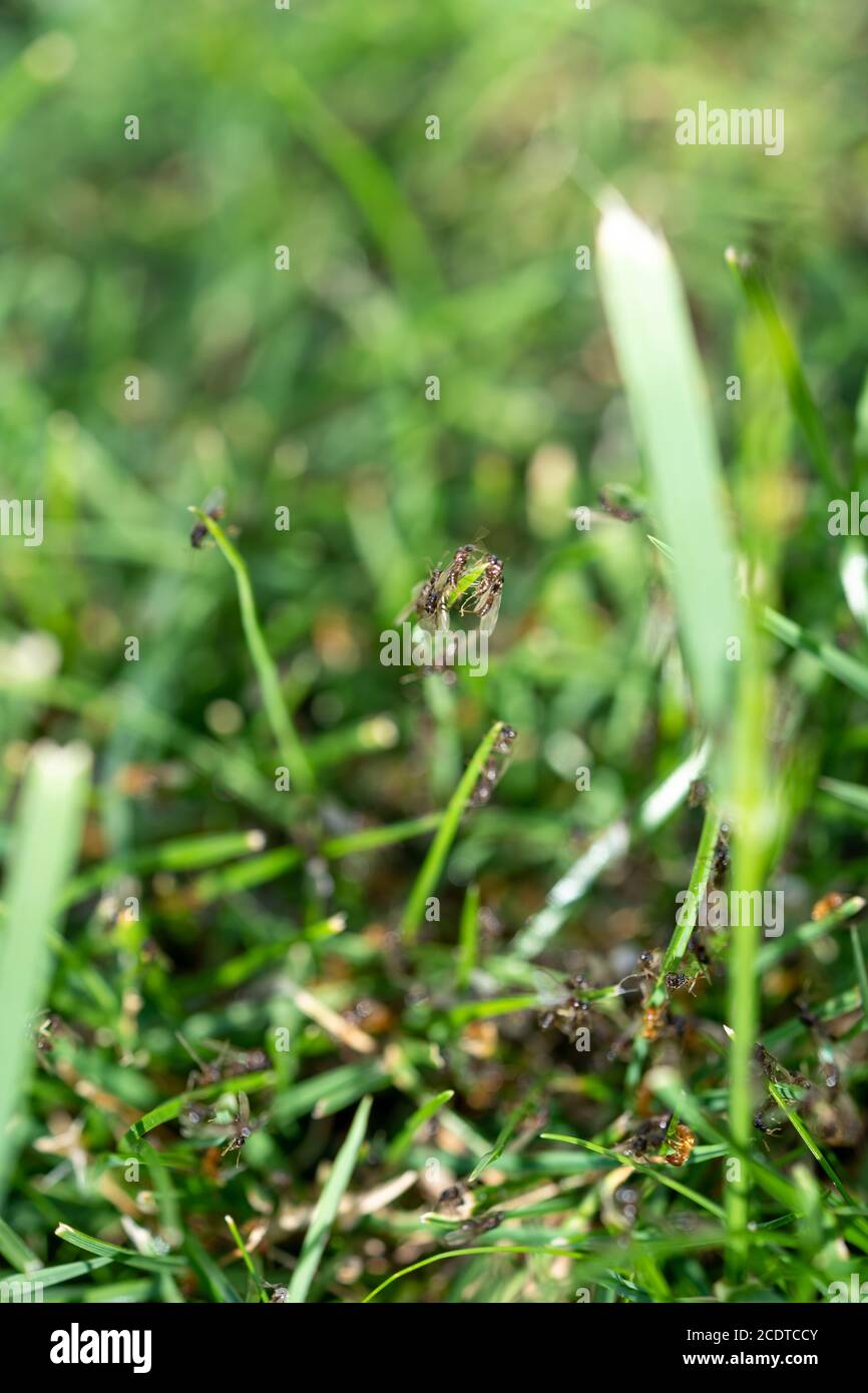Flying Ants hatching out and flying from Green Grass stems august ...