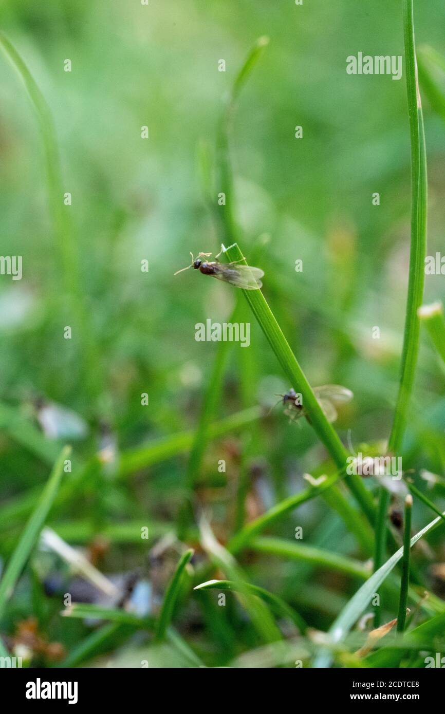Ant ants swarm grass hi-res stock photography and images - Alamy