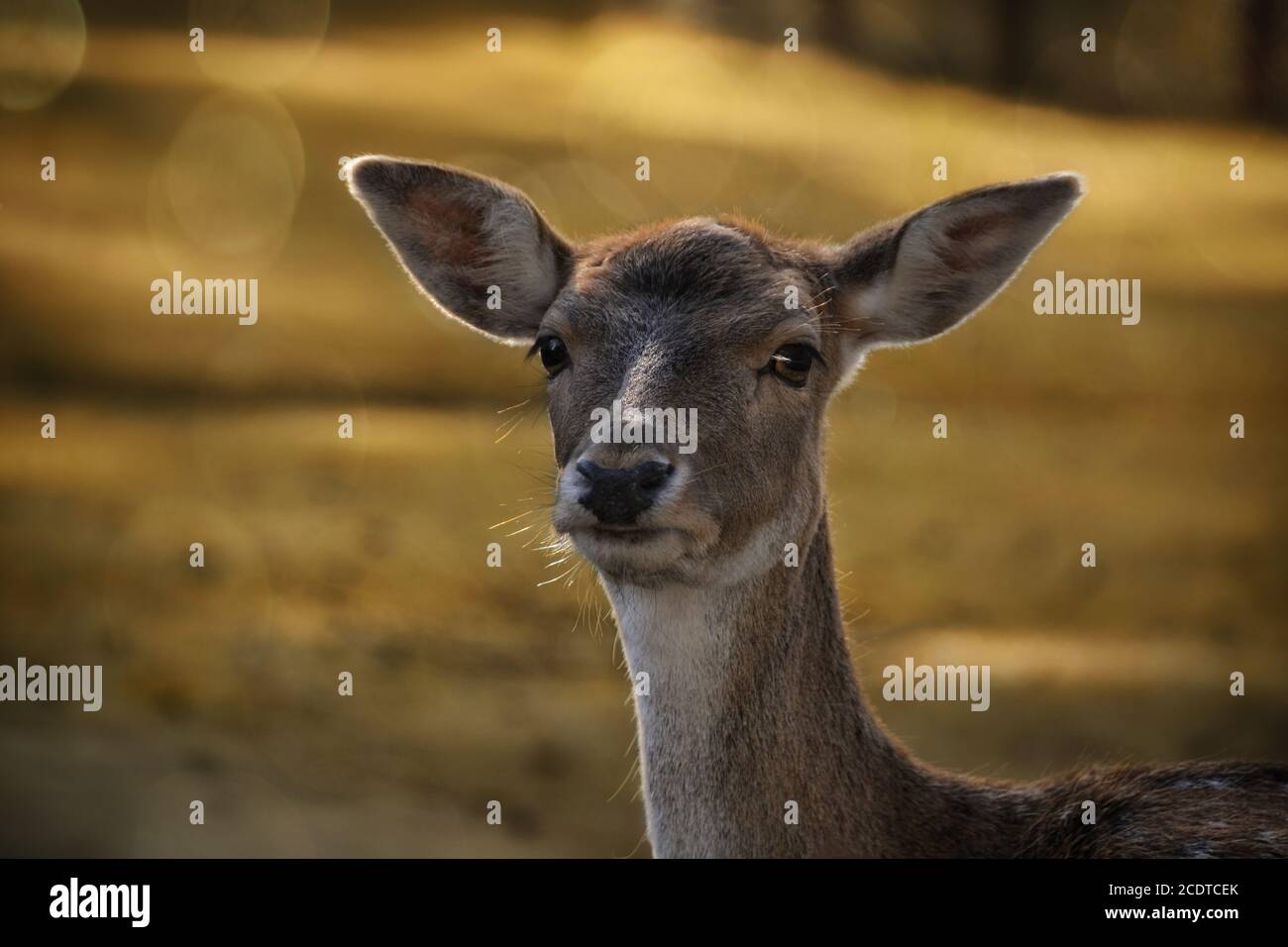 Deer smell hi-res stock photography and images - Alamy