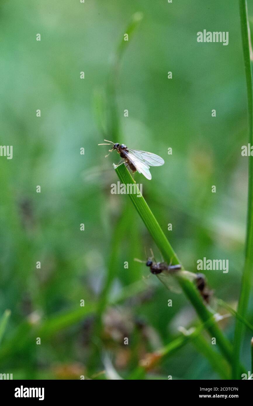 Hoard of insects hi-res stock photography and images - Alamy