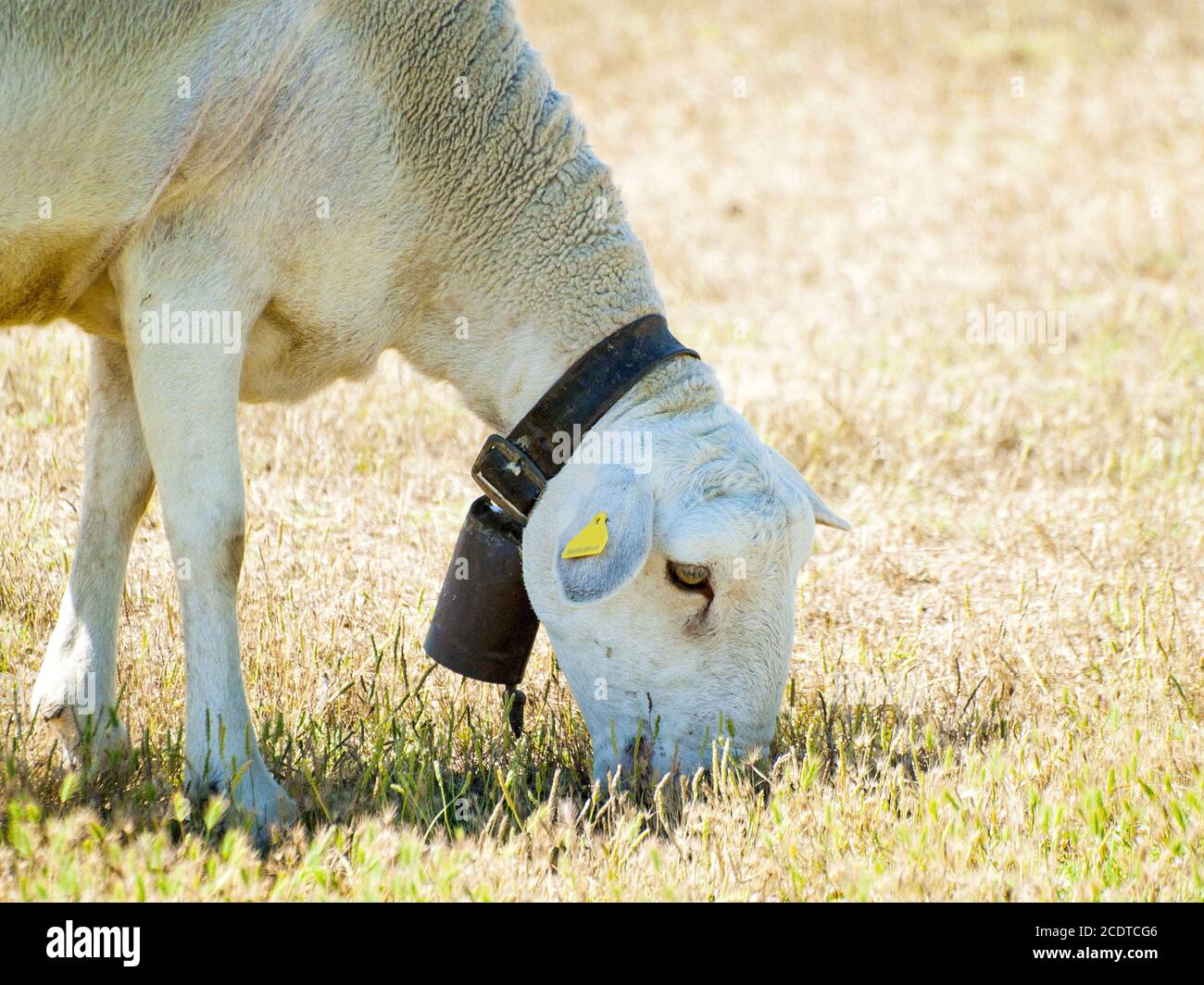 Sheeps field hi-res stock photography and images - Alamy Sheeps field hi-res stock photography and images - Alamy