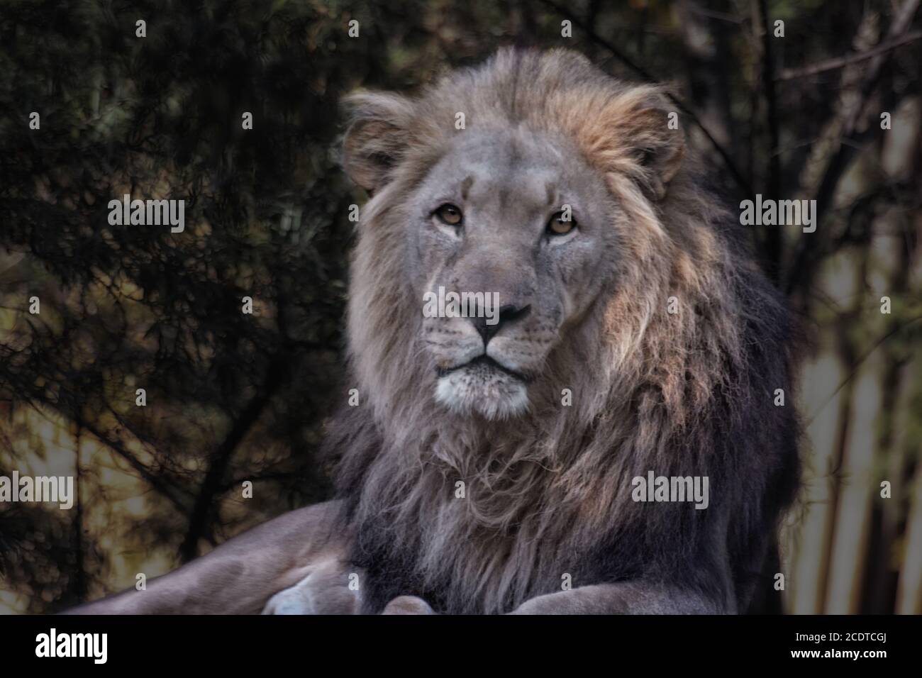 King cats hi-res stock photography and images - Alamy