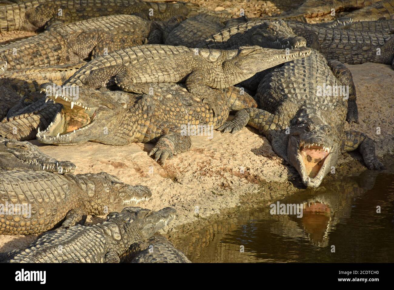 Crocodiles basking in sun hi-res stock photography and images - Alamy