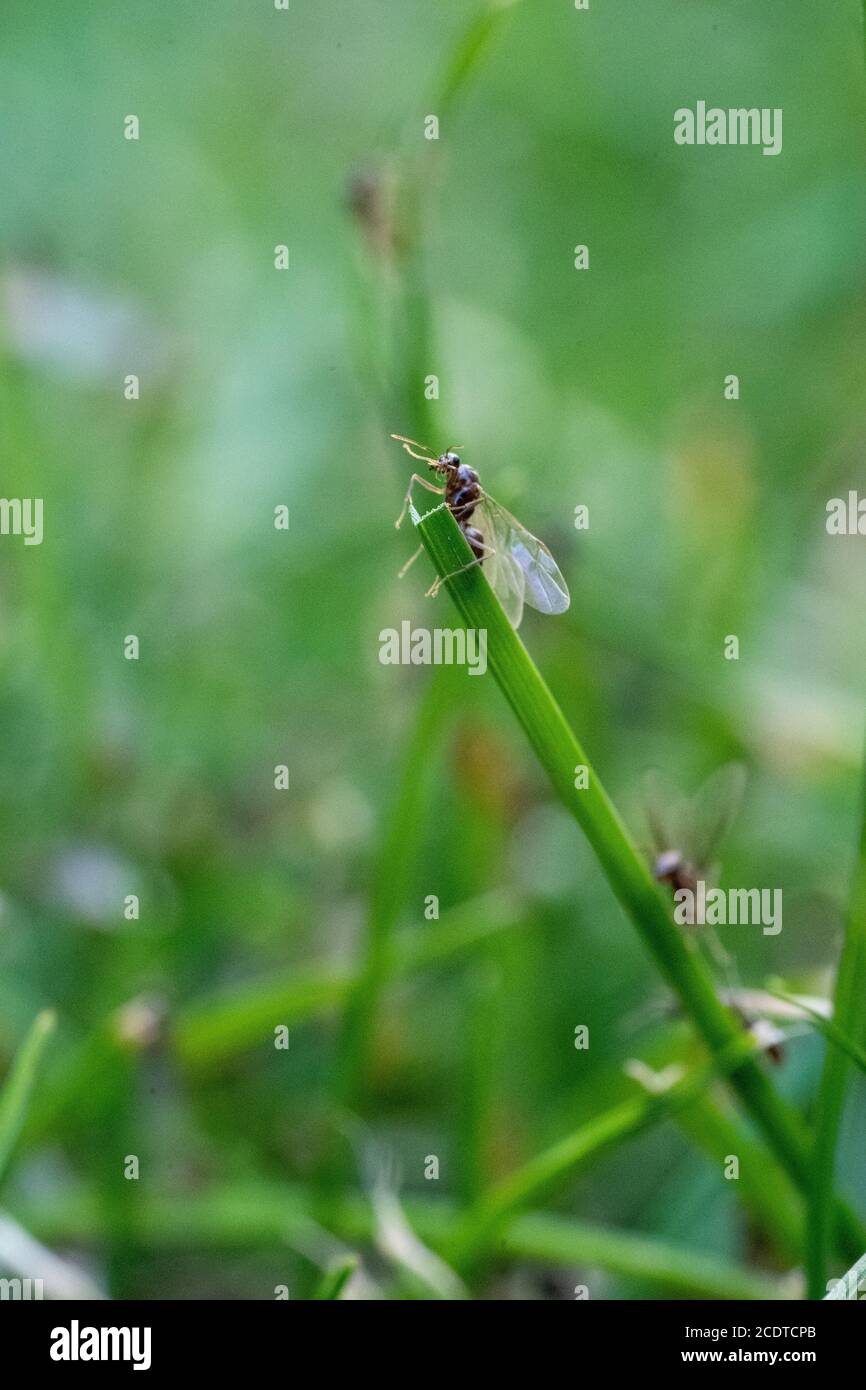 Hoard of insects hi-res stock photography and images - Alamy