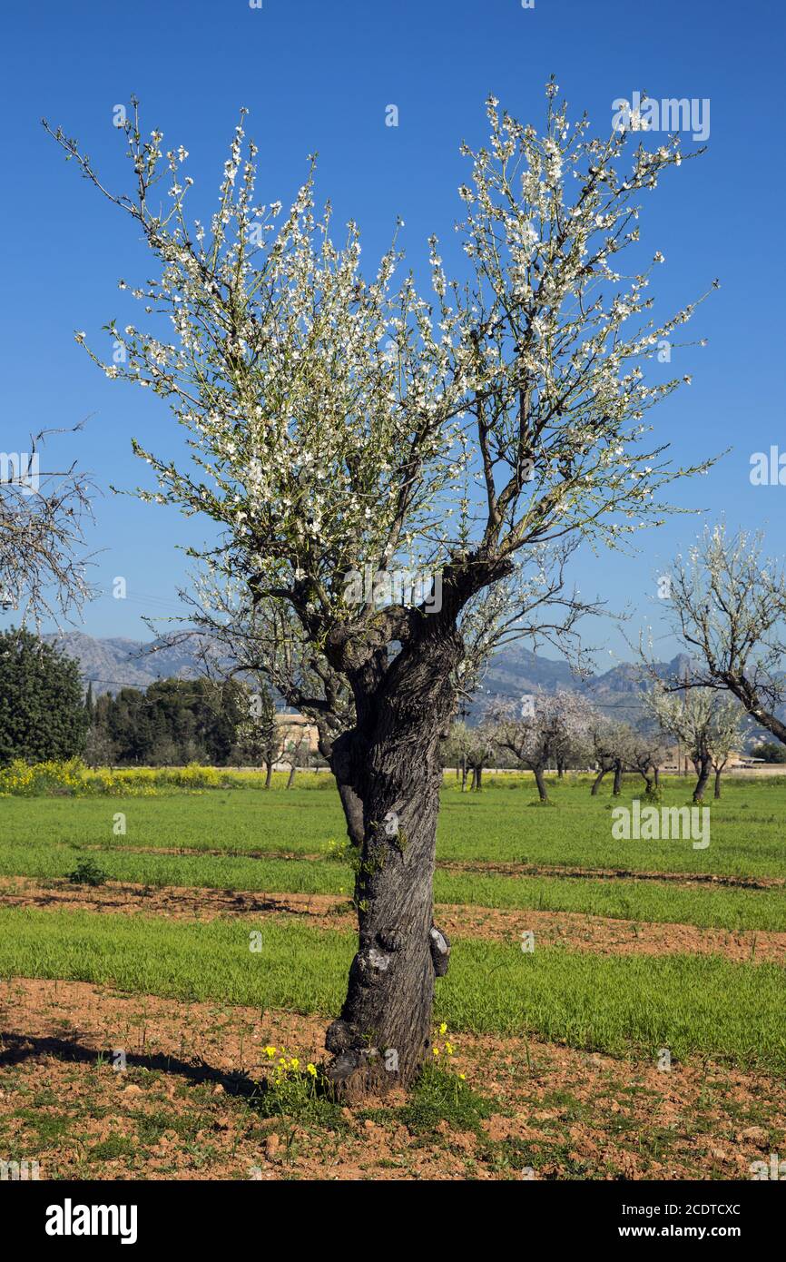 Blossoming almond trees in a plantation on Mallorca, Spain, Europe ...
