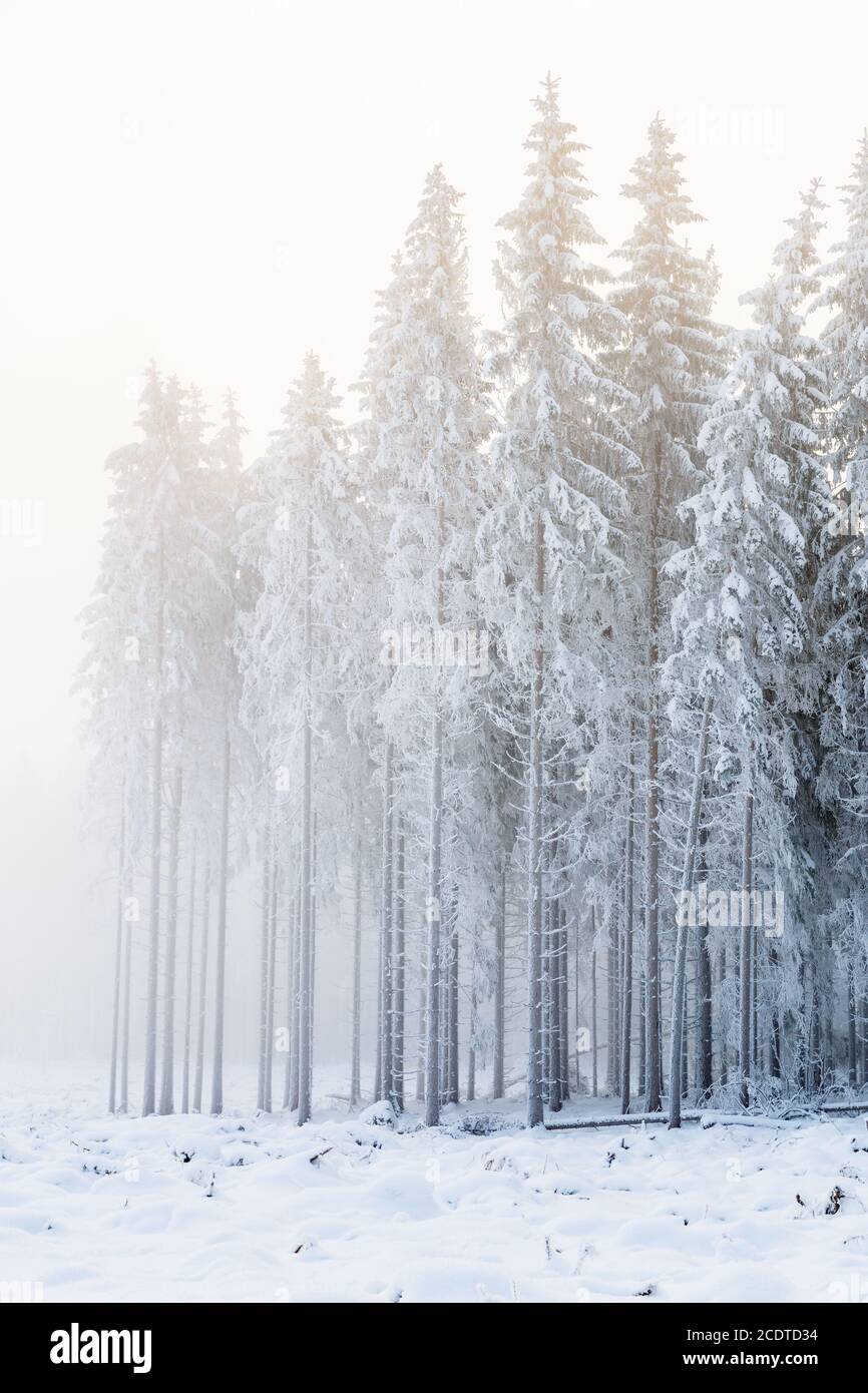 Freezing fog forest hi-res stock photography and images - Alamy