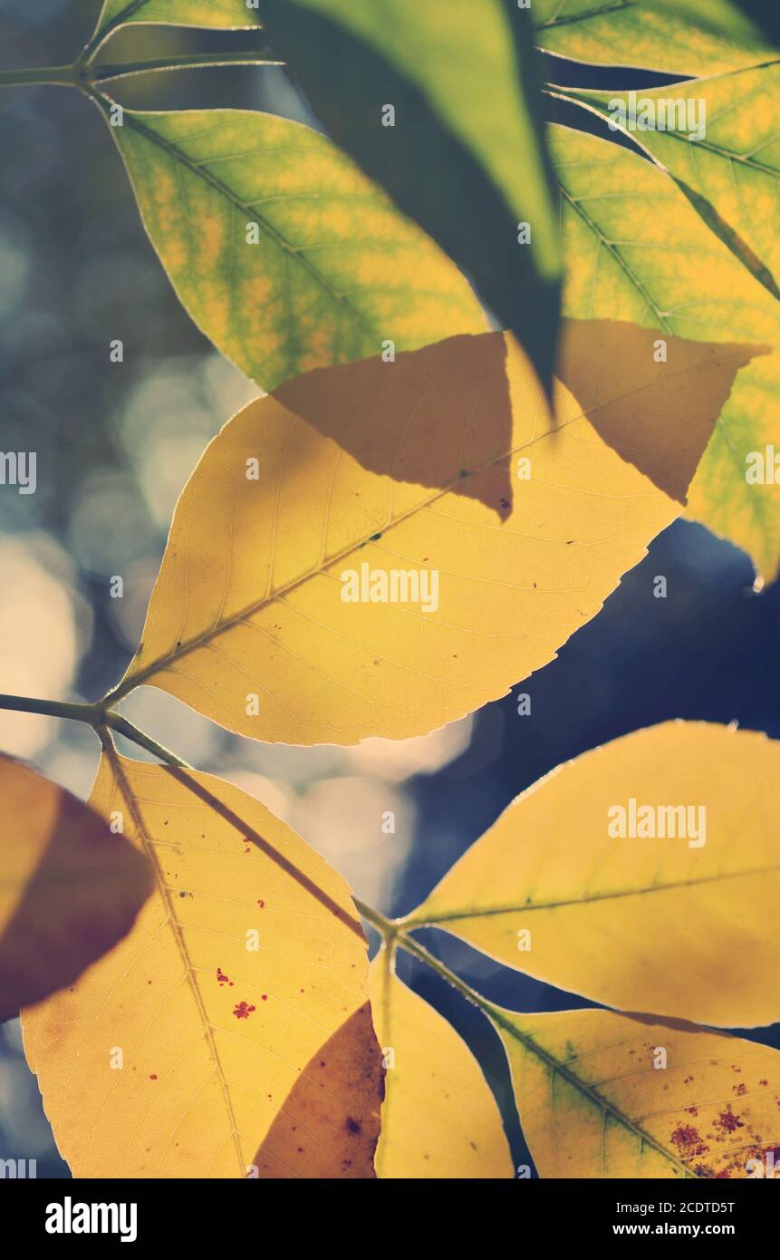 Fall season autumn leaves hi-res stock photography and images - Alamy