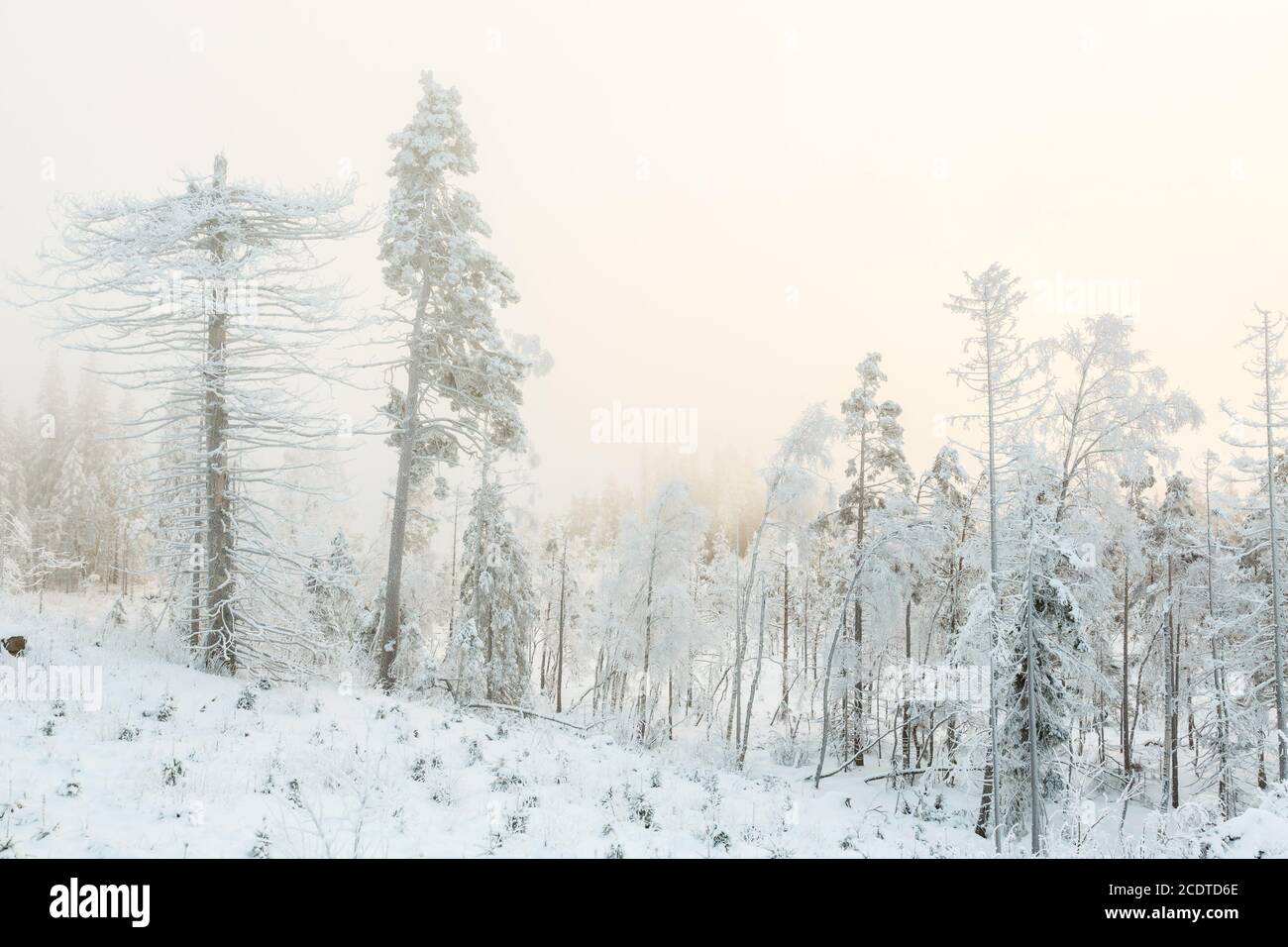 Old snag tree in a frosty winter landscape at a bog Stock Photo - Alamy