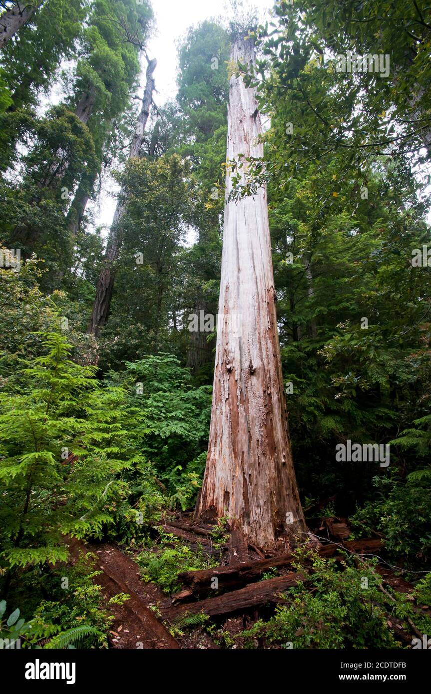 Hugh Tree High Resolution Stock Photography and Images - Alamy