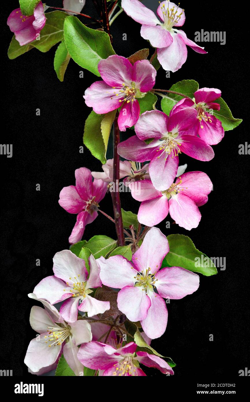 Blooming twig of apple tree on a black background isolated Stock Photo ...