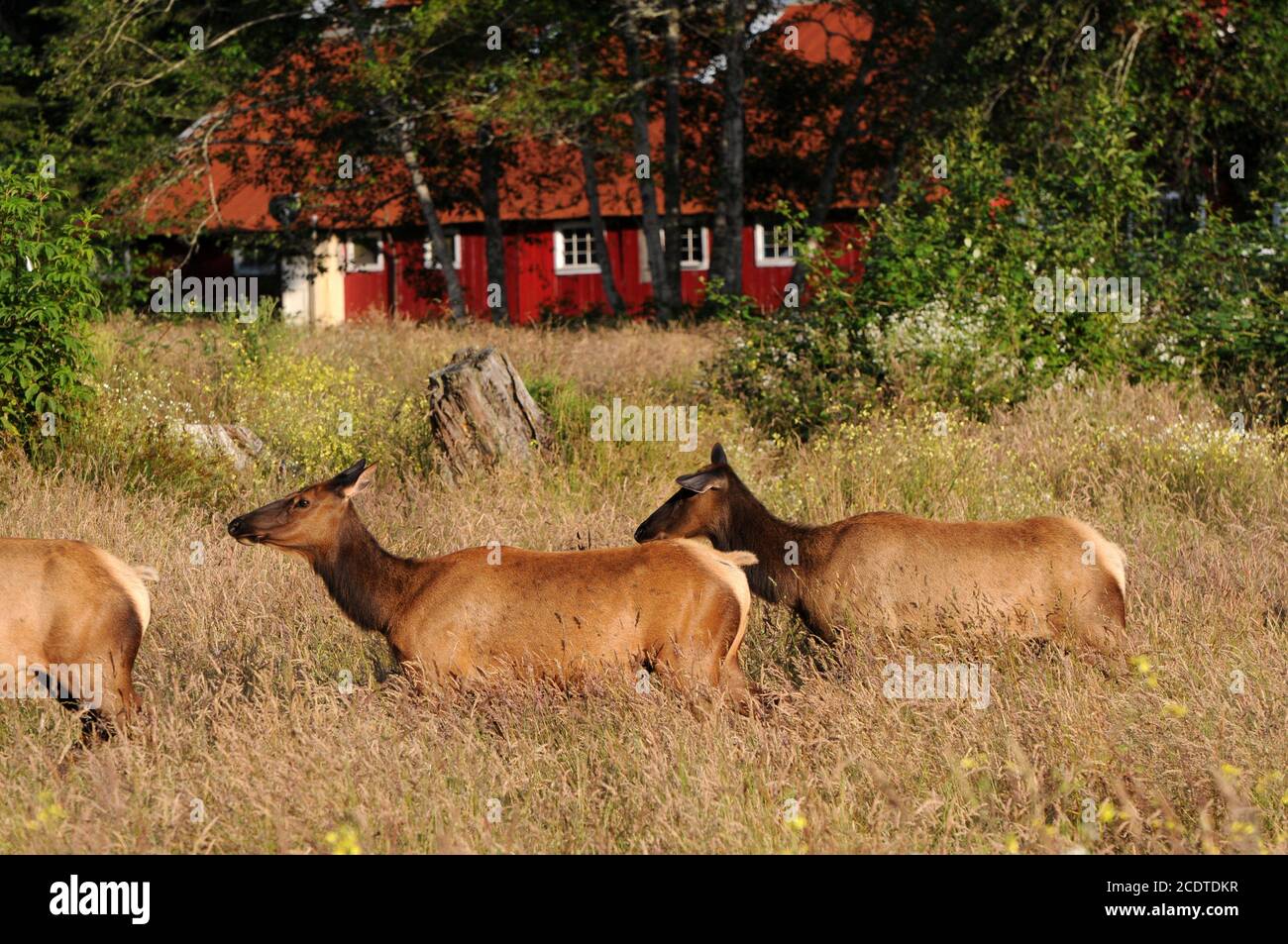 North plains oregon hi-res stock photography and images - Alamy