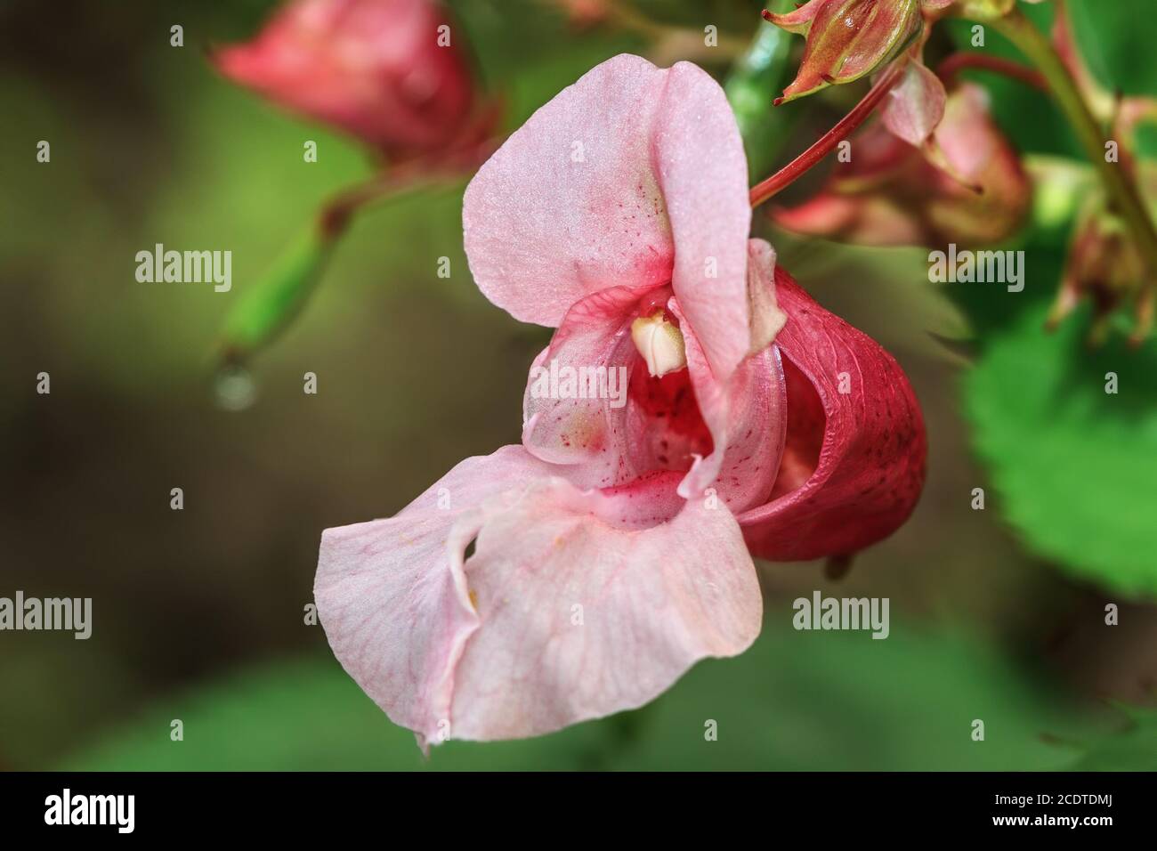 Snapdragon petal hi-res stock photography and images - Alamy