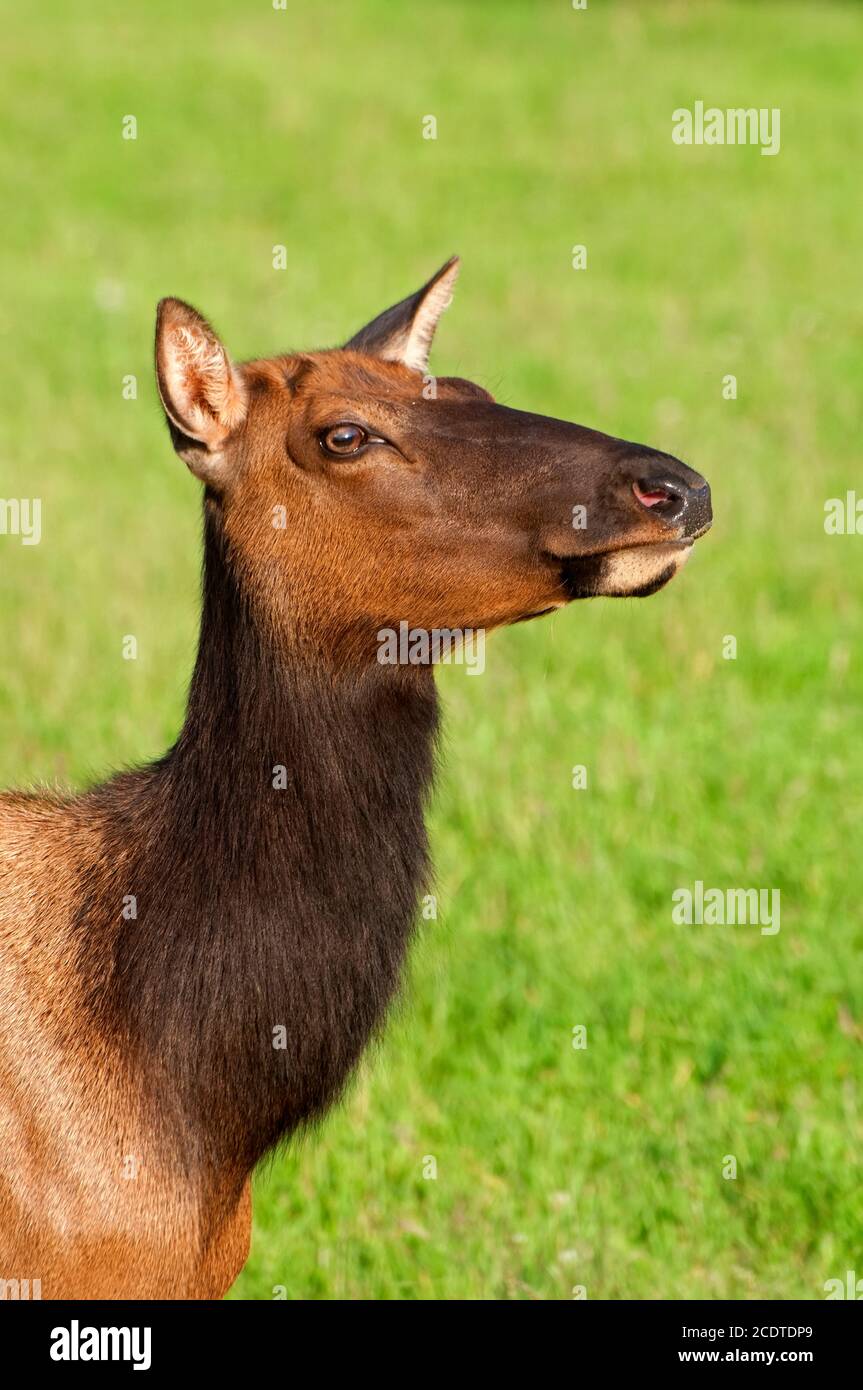 Elk head hi-res stock photography and images - Alamy