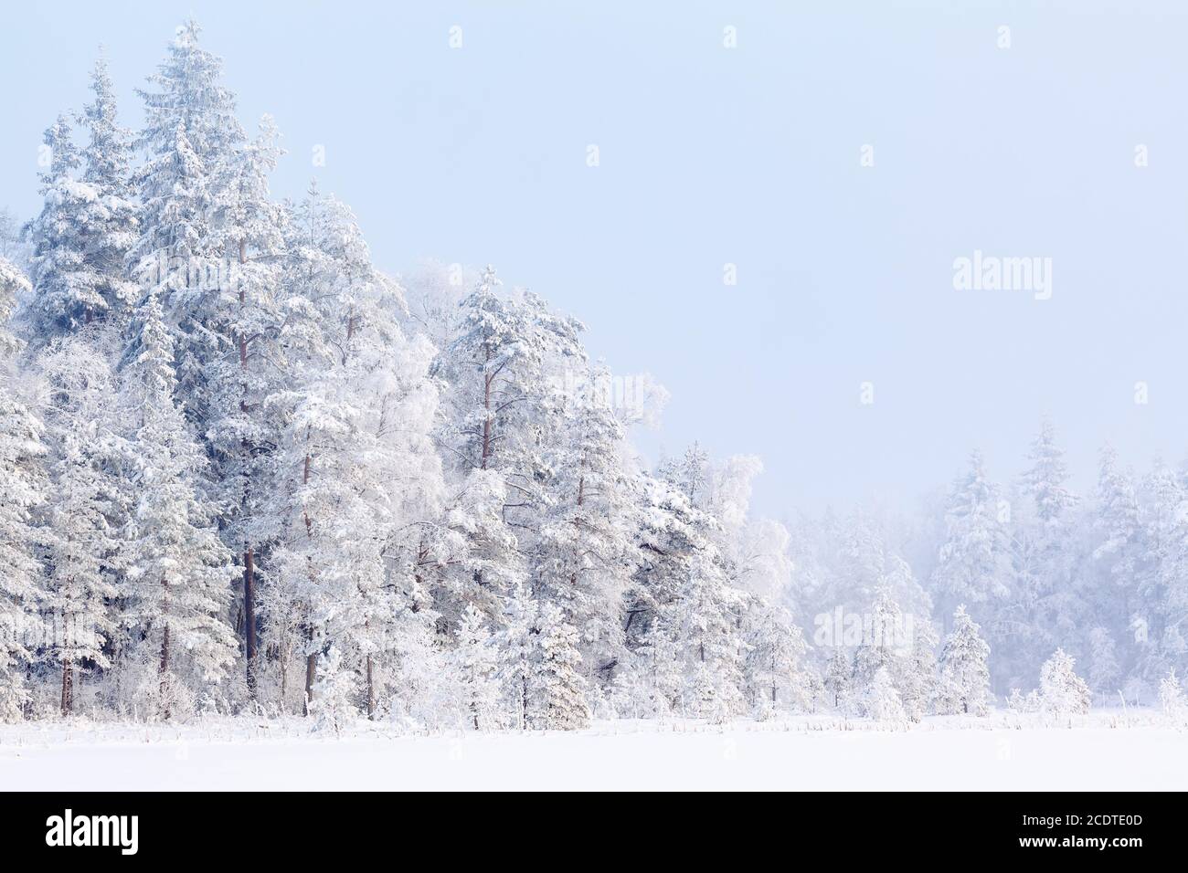 Wintery taiga forest hi-res stock photography and images - Alamy