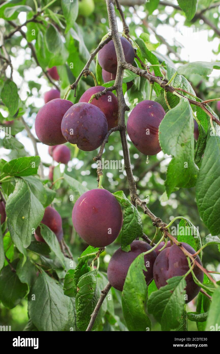 Large juicy plums. Plum tree branch bends under their weight. August ...