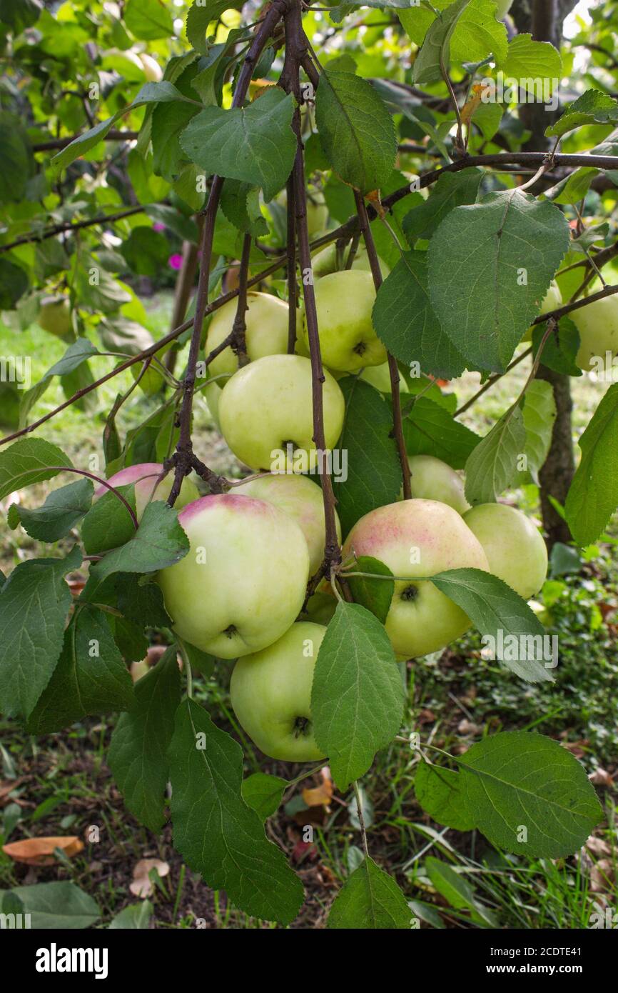 Branches of apple tree bent under weight of bountiful harvest. Summer ...