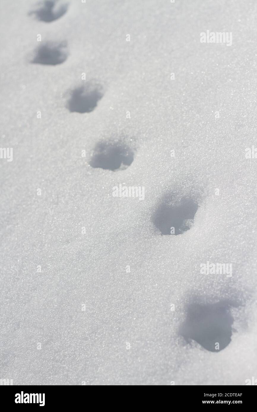 Steps in snow Stock Photo - Alamy