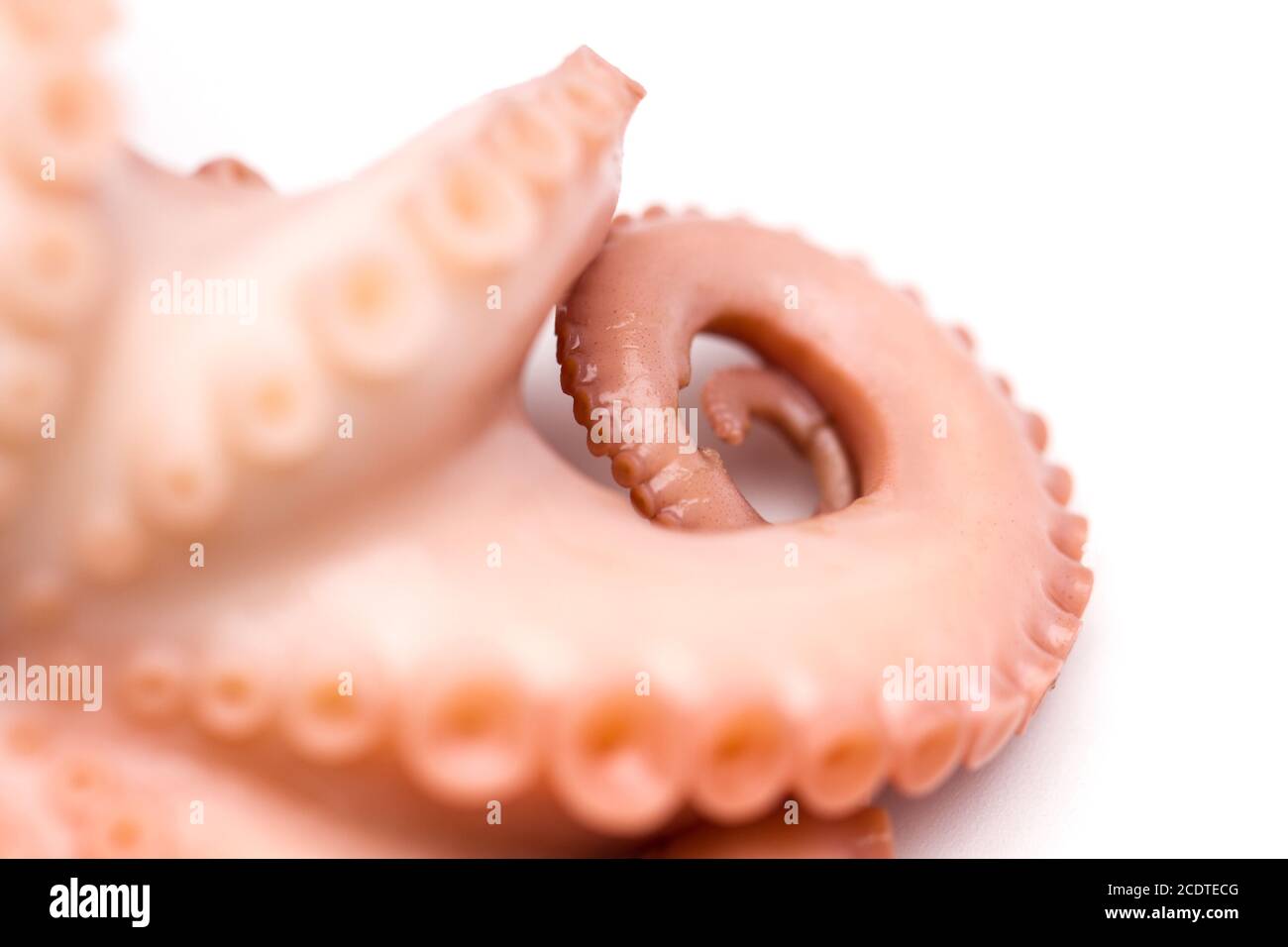Octopus on isolated white background Stock Photo - Alamy