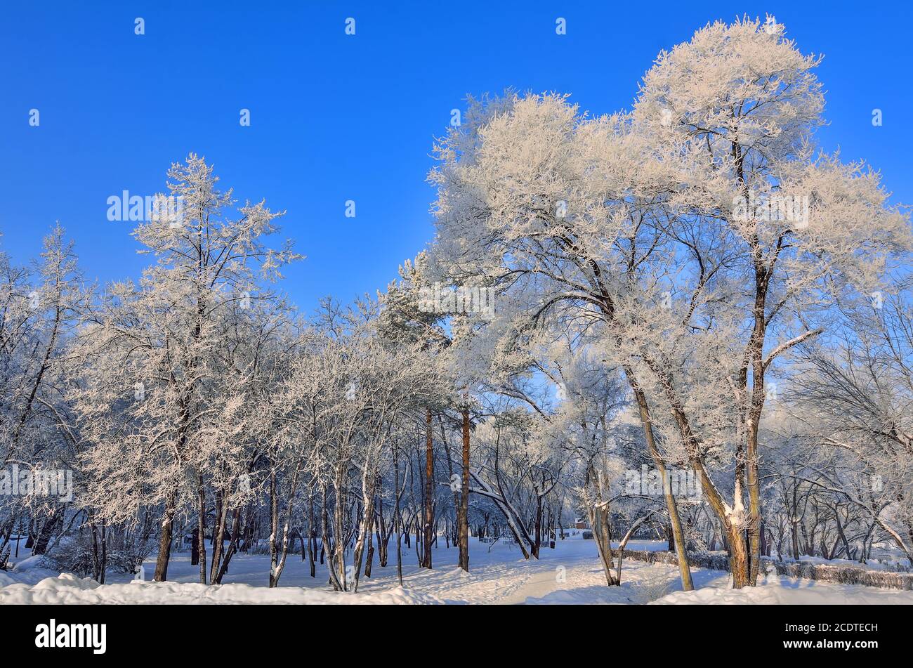 Beauty of winter landscape in snowy park at sunny day Stock Photo - Alamy