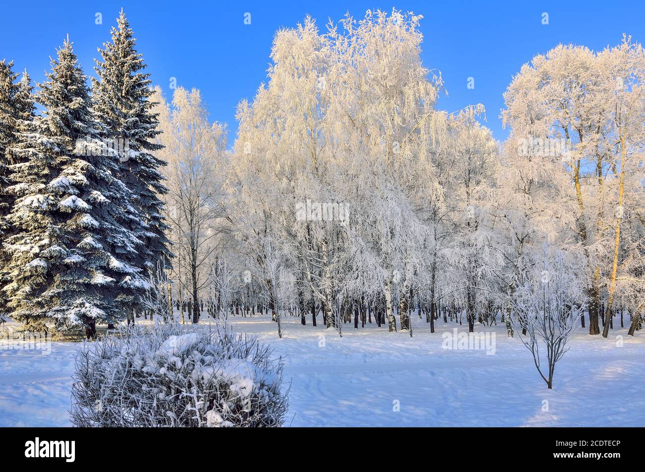 Beauty of winter landscape in snowy park at sunny day Stock Photo - Alamy