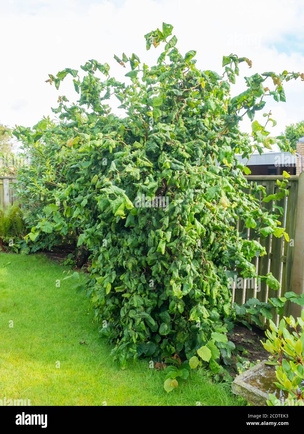 Beautiful Green Garden with Corylus Avellana Tree known as Troldetræ in ...