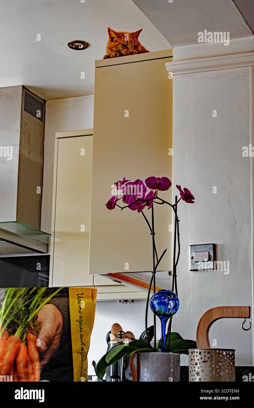 A cat in the kitchen Stock Photo - Alamy